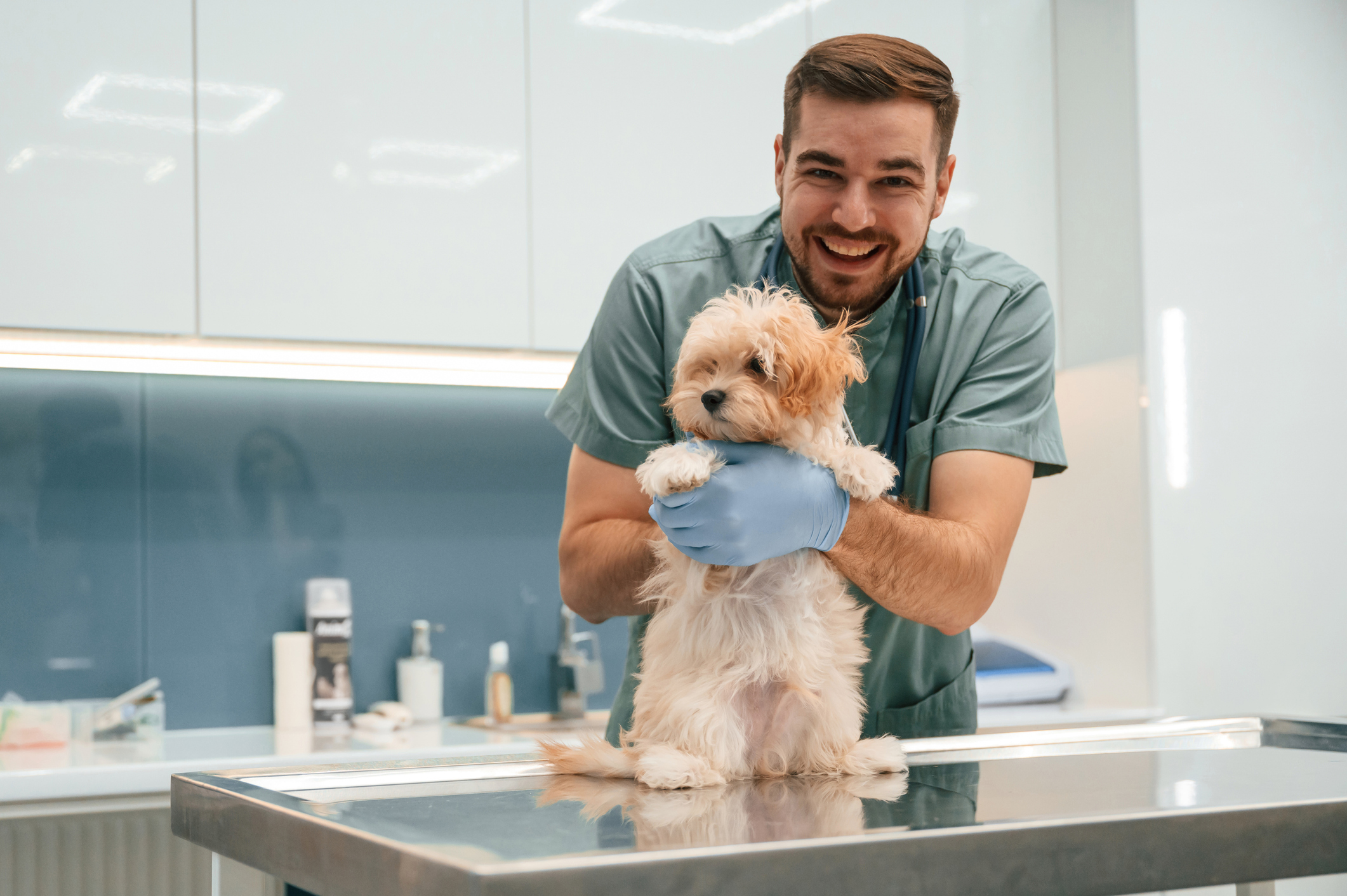 Veterinary & Animal Care Internships in Wroclaw | Intern Abroad HQ