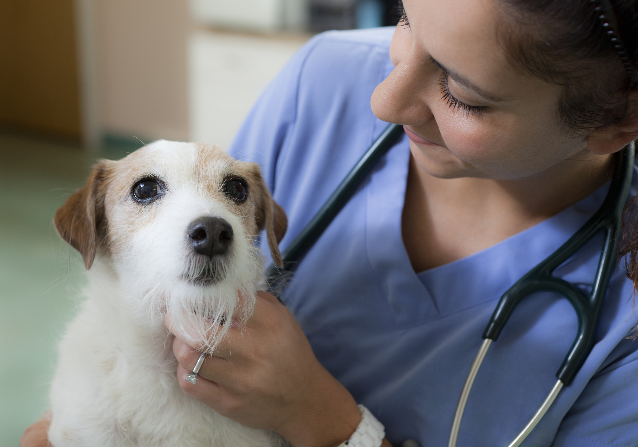 Veterinary & Animal Care Internships in Thessaloniki | Intern Abroad HQ